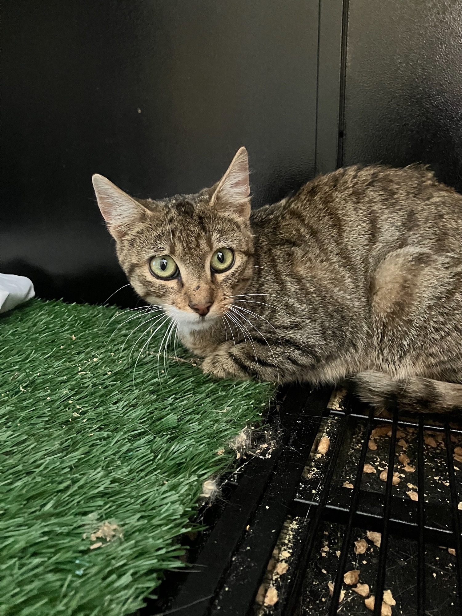 Meet Dobby | Animal Hub | Community and Business Hubs | Engage Alpine